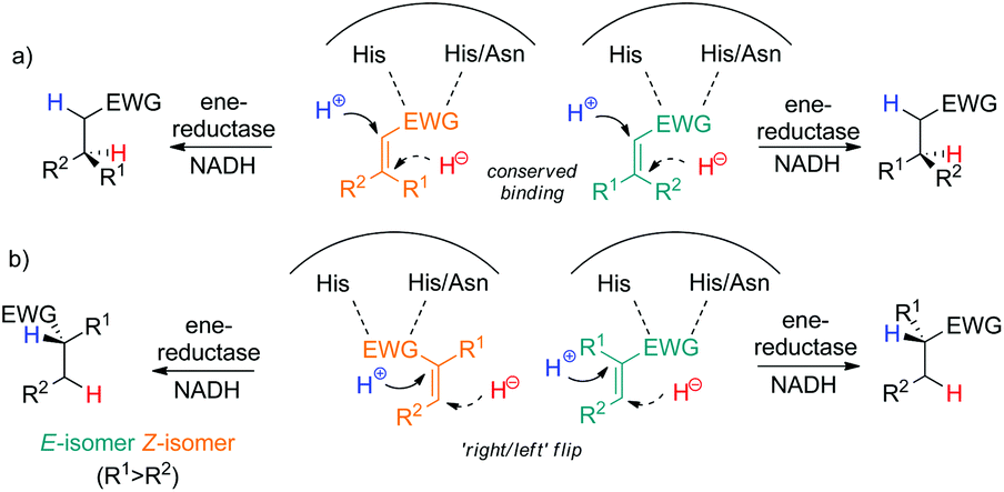 Biocatalytic access to nonracemic γ-oxo esters via stereoselective ...