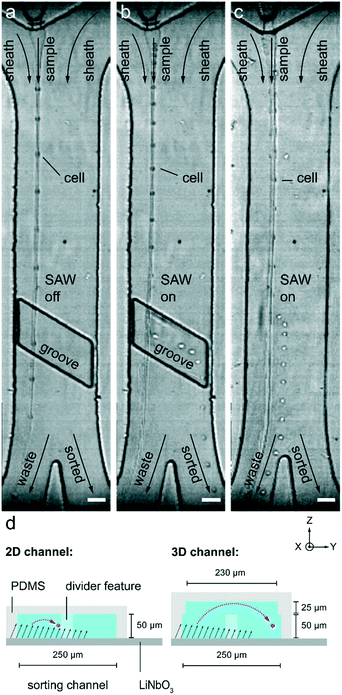 Enhanced surface acoustic wave cell sorting by 3D microfluidic-chip ...