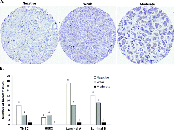 Defining the human copper proteome and analysis of its expression ...