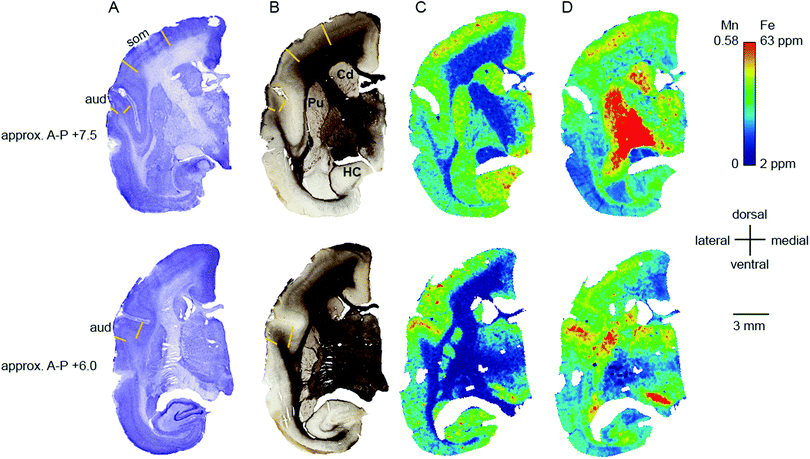 Whole-brain metallomic analysis of the common marmoset ( Callithrix ...