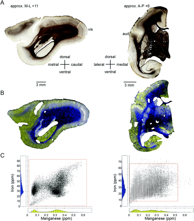 Whole-brain metallomic analysis of the common marmoset ( Callithrix ...