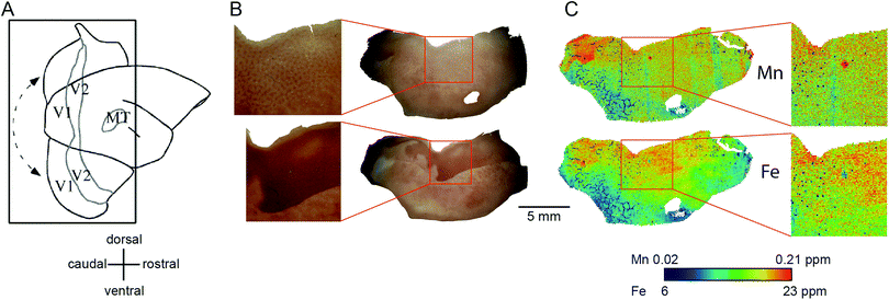 Whole-brain metallomic analysis of the common marmoset ( Callithrix ...