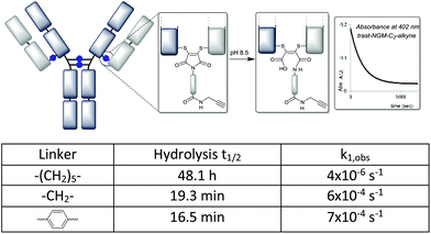 Optimisation of the dibromomaleimide (DBM) platform for native antibody ...
