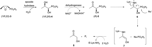 Towards the biodegradation pathway of fosfomycin - Organic ...