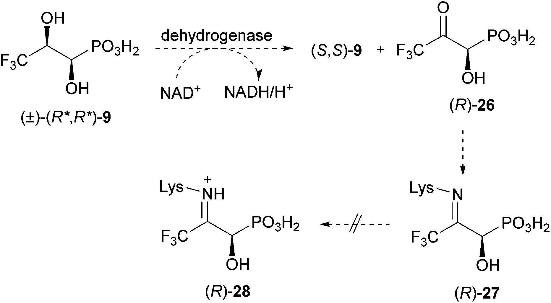 Towards the biodegradation pathway of fosfomycin - Organic ...