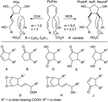 Total syntheses of all tri-oxygenated 16-phytoprostane classes via a ...