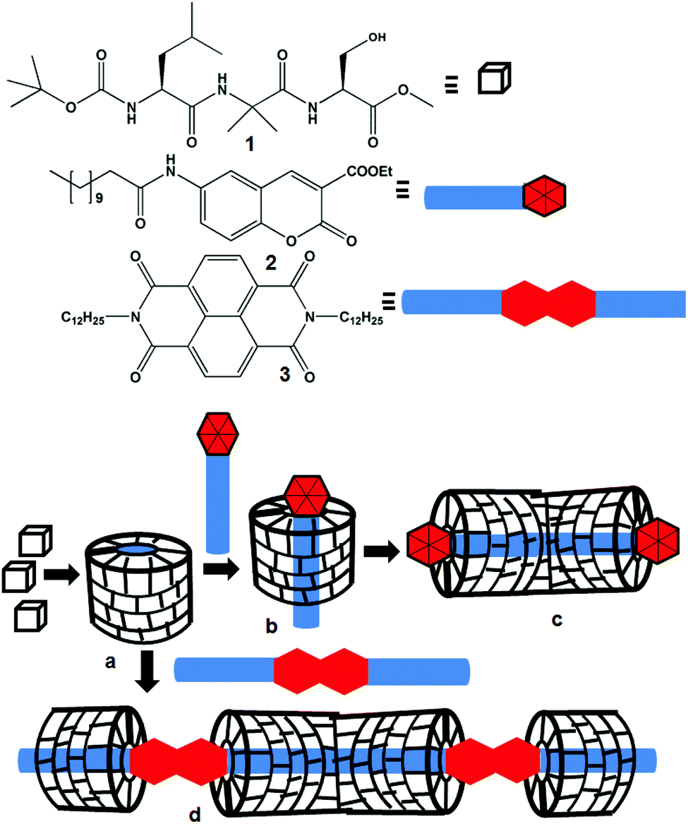 A self-assembled peptide mimetic of a tubular host and a supramolecular ...