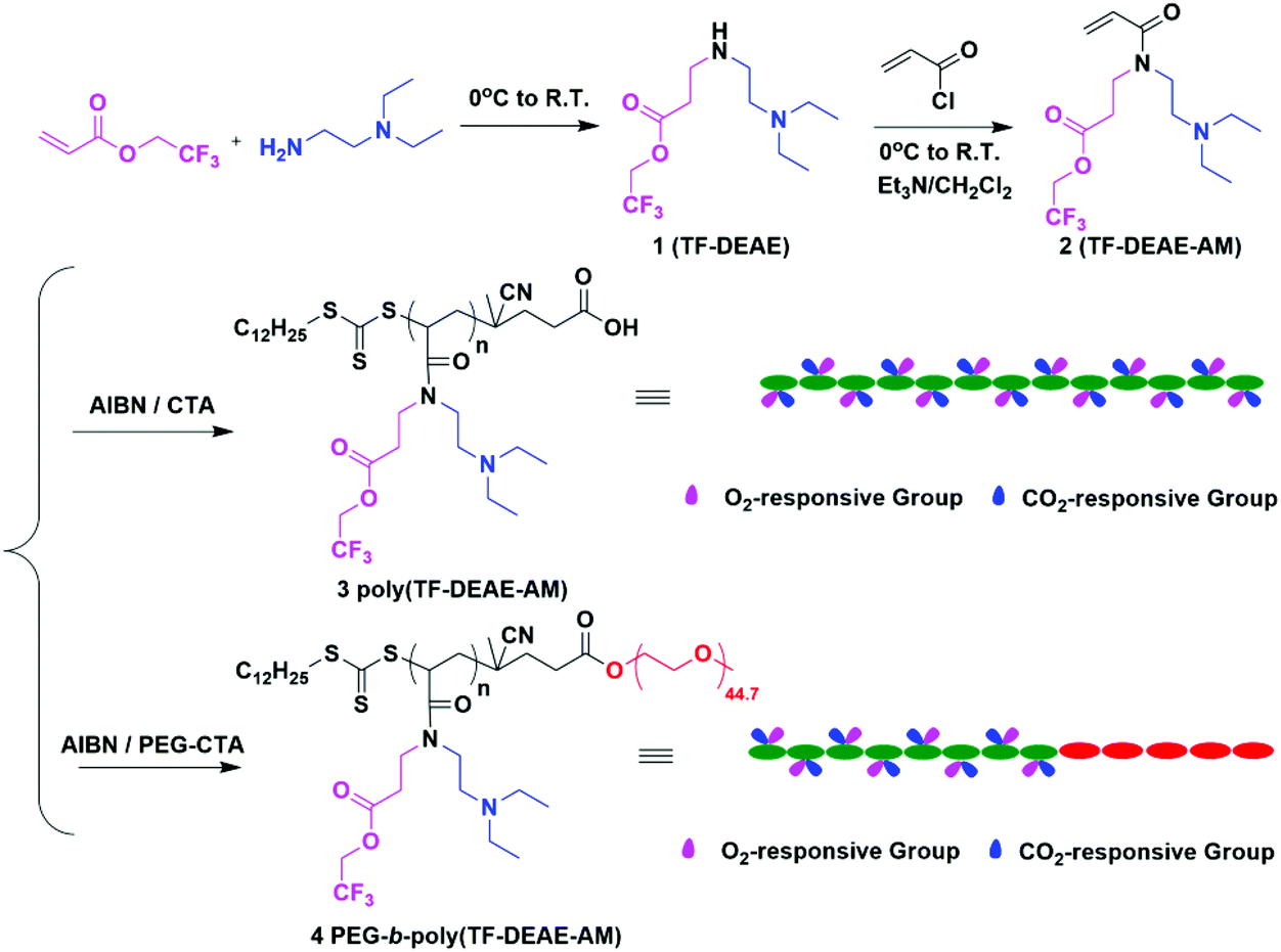 Oxygen and carbon dioxide dual gas-responsive homopolymers and diblock ...