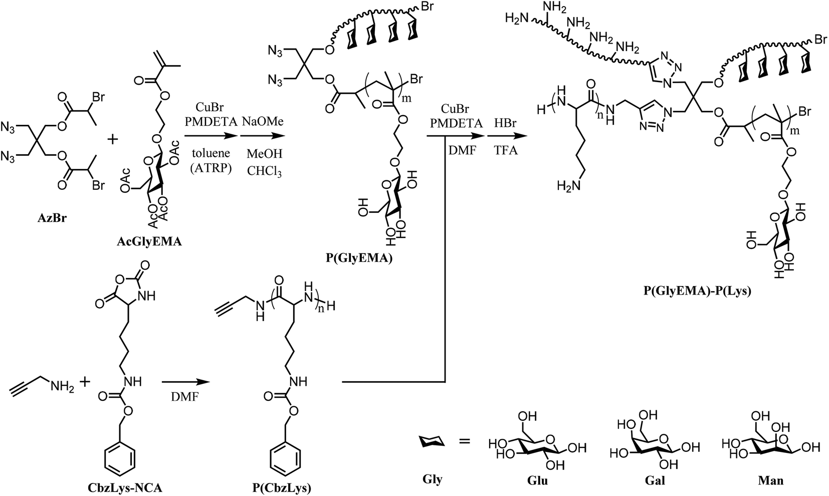 Increasing bacterial affinity and cytocompatibility with four-arm star ...