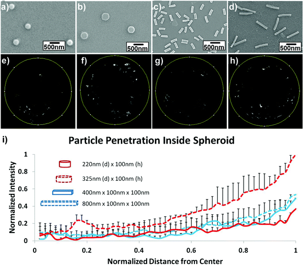 Multicellular tumor spheroids: a relevant 3D model for the in vitro ...
