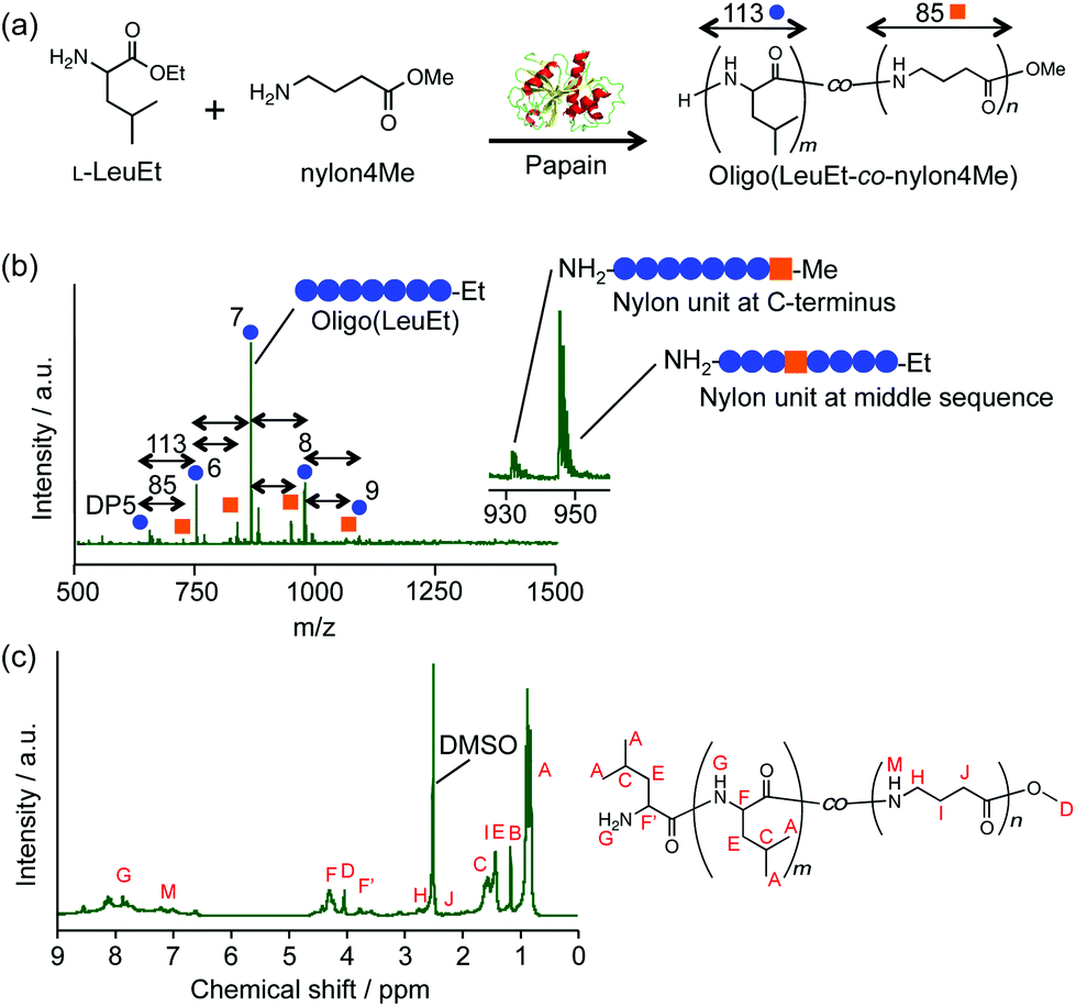 Chemoenzymatic synthesis of a peptide containing nylon monomer units ...