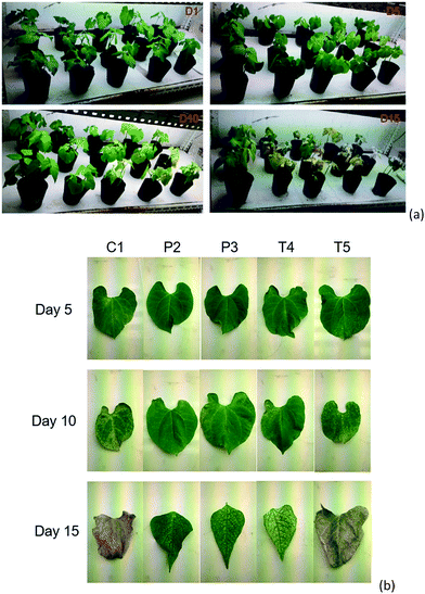 Enhanced acaricidal activity of ricinine achieved by the construction ...