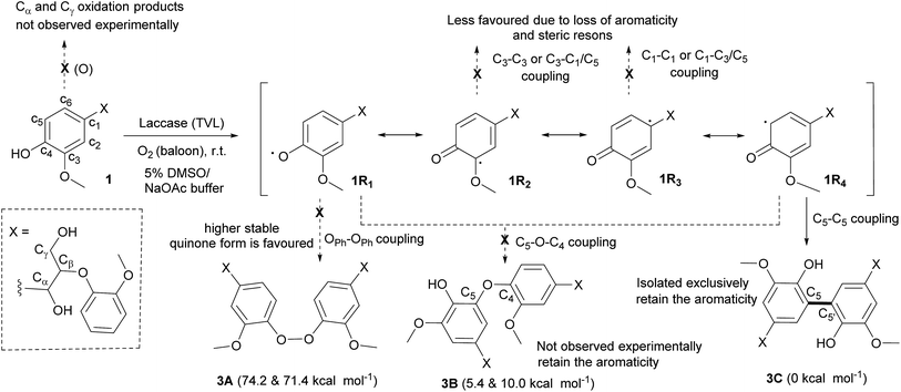 Towards understanding of laccase-catalysed oxidative oligomerisation of ...