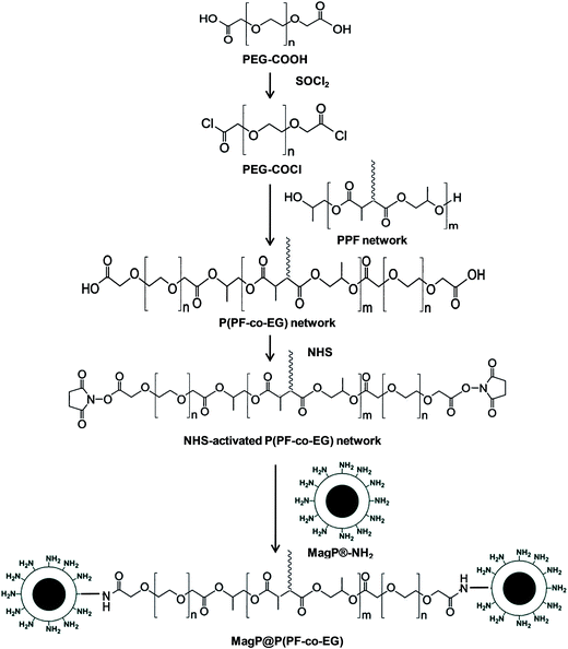 Magnetic Fe 3 O 4 @poly(propylene fumarate- co -ethylene glycol) core ...