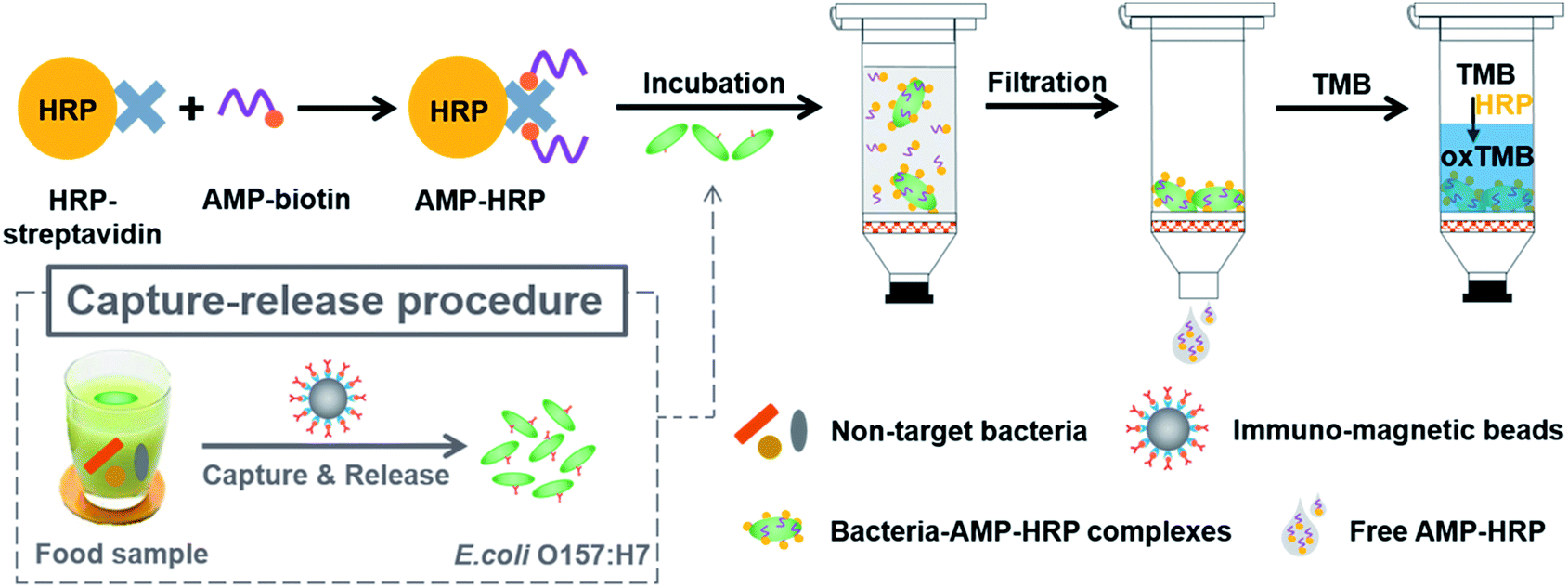 An antimicrobial peptide-based colorimetric bioassay for rapid and ...