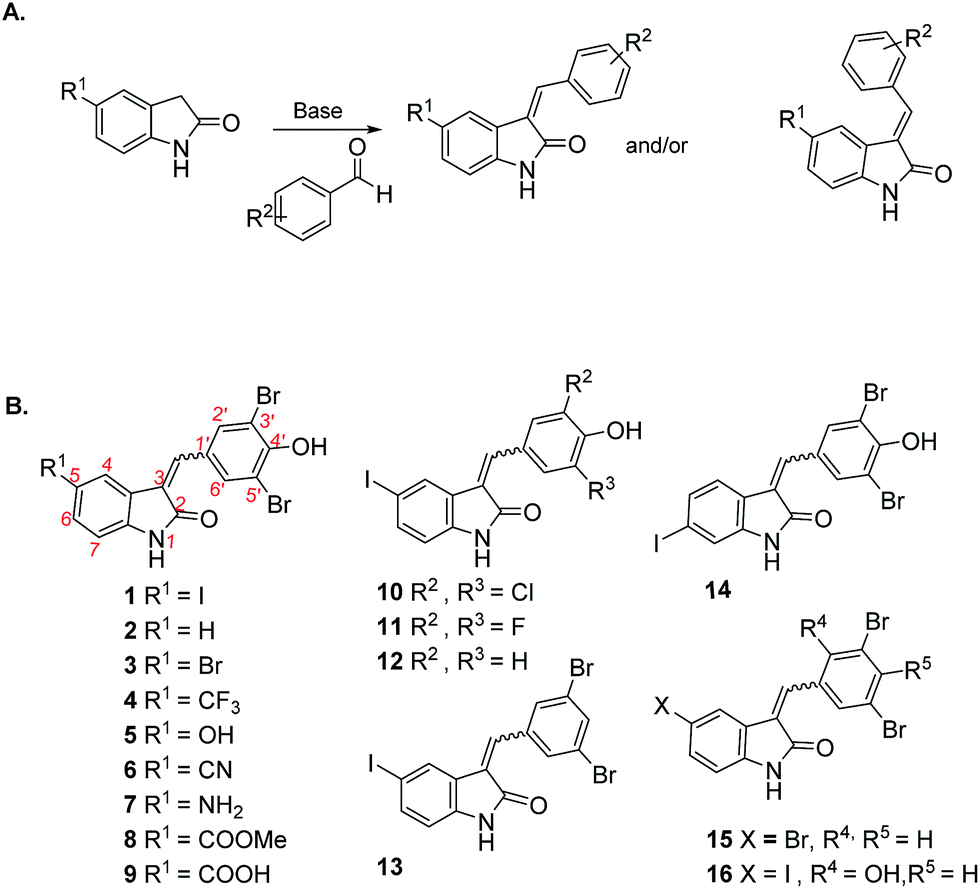 Hydroxybenzylidene-indolinones, c-di-AMP synthase inhibitors, have ...