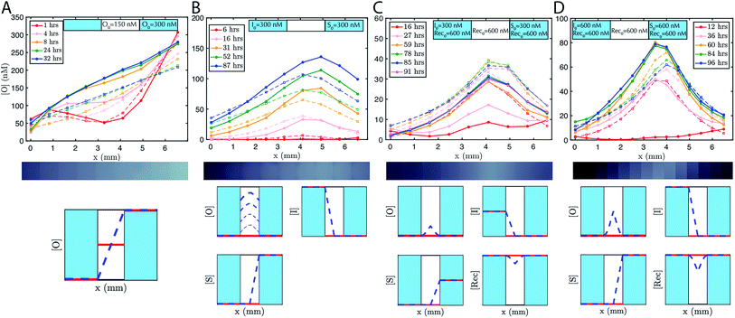 Stable DNA-based reaction–diffusion patterns - RSC Advances (RSC ...