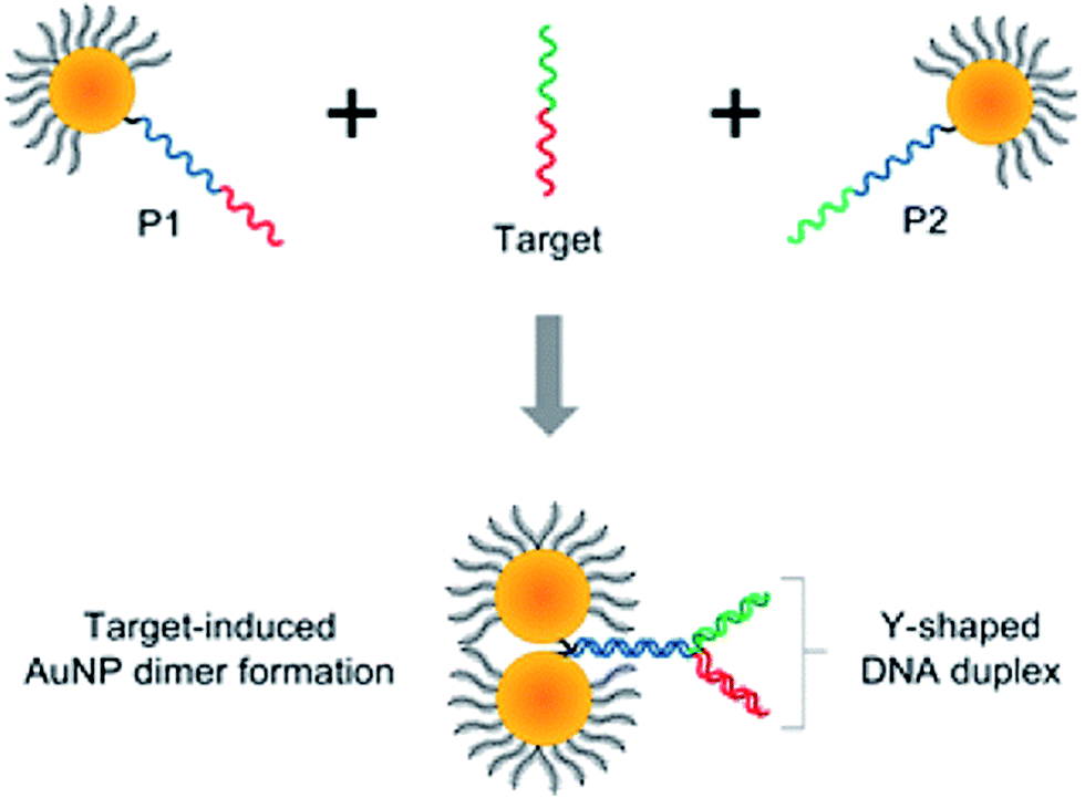 Plasmonic nanoparticles in chemical analysis - RSC Advances (RSC ...