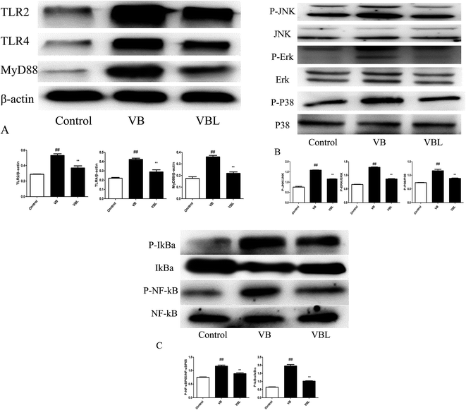 Liposome encapsulation attenuated venenum bufonis induced vascular ...