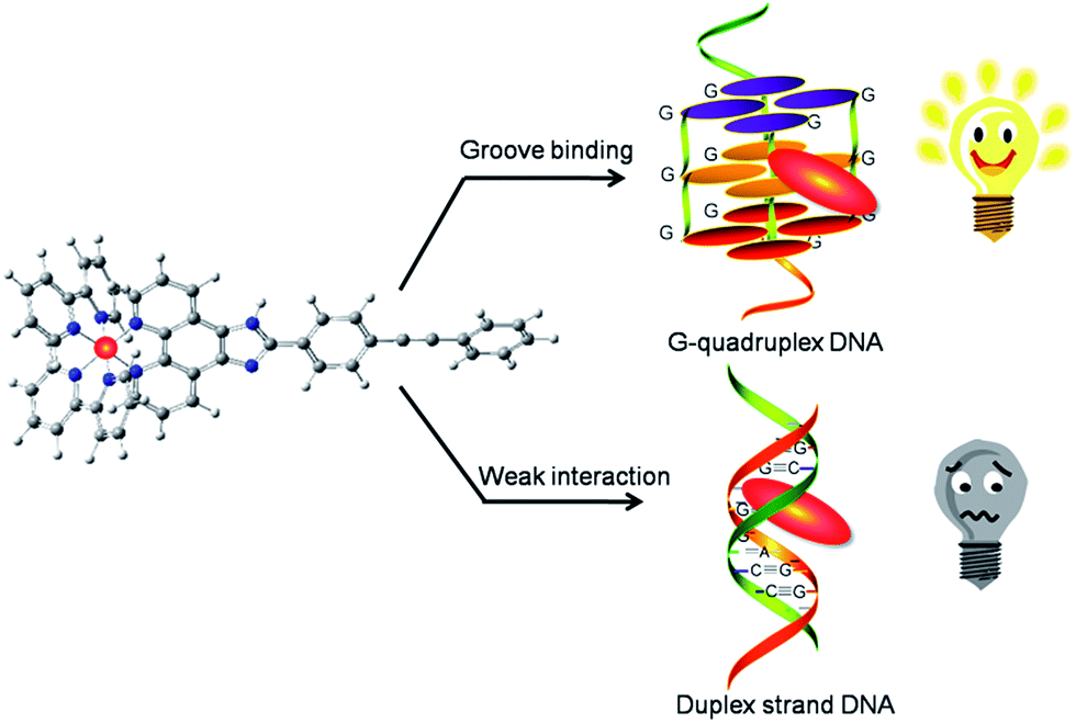 A Ruthenium( ii ) complex as a potential luminescent switch-on probe for G-quadruplex DNA - RSC ...