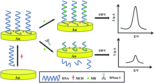 An ultrasensitive and label-free electrochemical DNA biosensor for ...