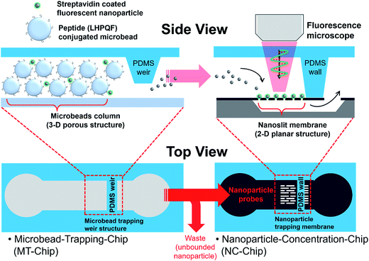 Nanoslit-concentration-chip integrated microbead-based protein assay ...