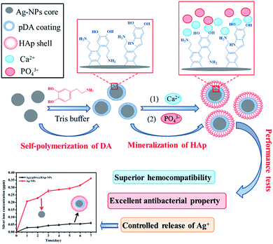 Fabrication of core–shell Ag@pDA@HAp nanoparticles with the ability for ...