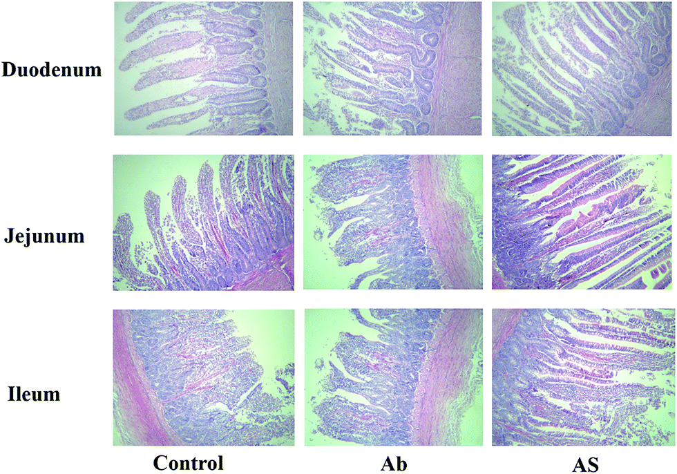 Stimulation of intestinal growth with distal ileal infusion of short ...