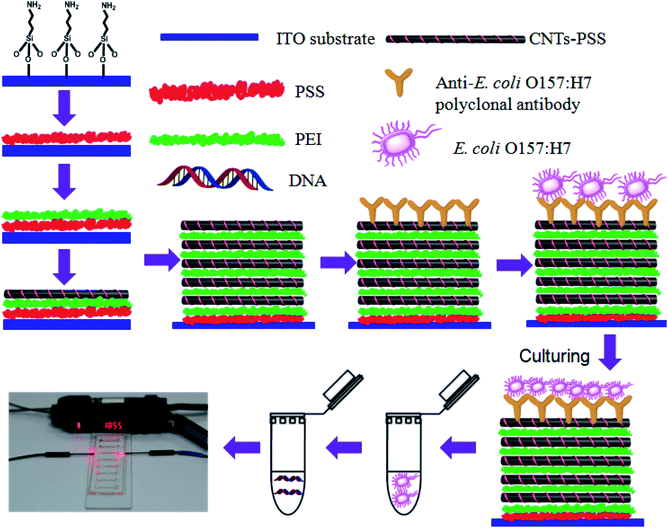 Selective capture and rapid identification of E. coli O157:H7 by carbon ...