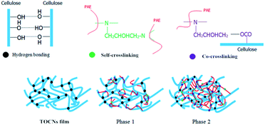 High wet-strength, thermally stable and transparent TEMPO-oxidized ...