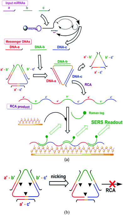 A nucleic acid logic gate system that distinguishes different sets of ...