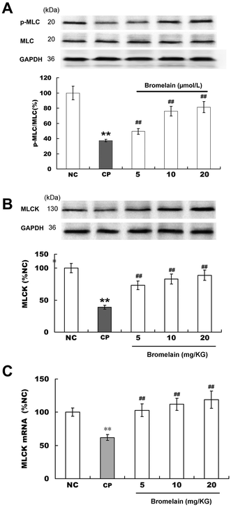 Fruit bromelain ameliorates rat constipation induced by loperamide ...