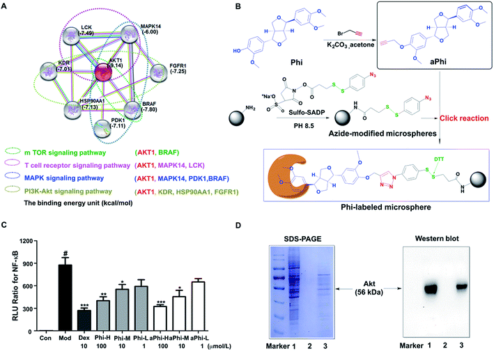 Phillygenin attenuates inflammatory responses and influences glucose ...