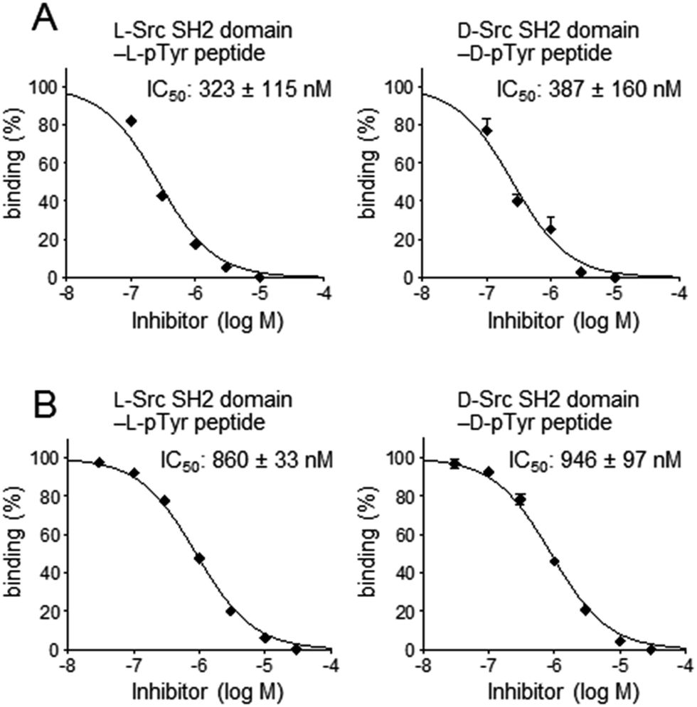 Synthesis of the Src SH2 domain and its application in bioassays for ...
