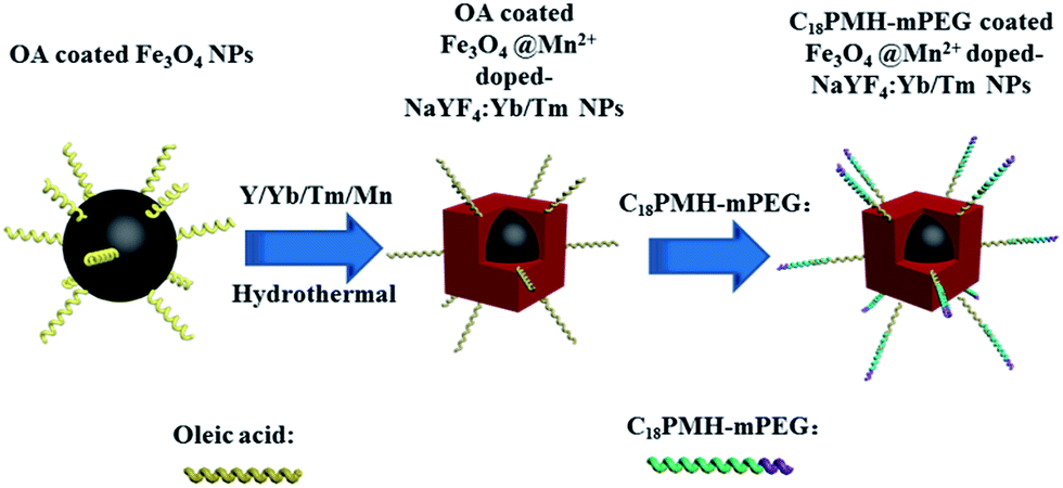 Core@shell Fe 3 O 4 @Mn 2+ -doped NaYF 4 :Yb/Tm nanoparticles for triple-modality T 1 / T 2 ...