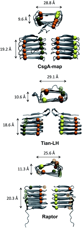 Structural predictions for curli amyloid fibril subunits CsgA and CsgB ...