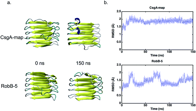 Structural predictions for curli amyloid fibril subunits CsgA and CsgB ...
