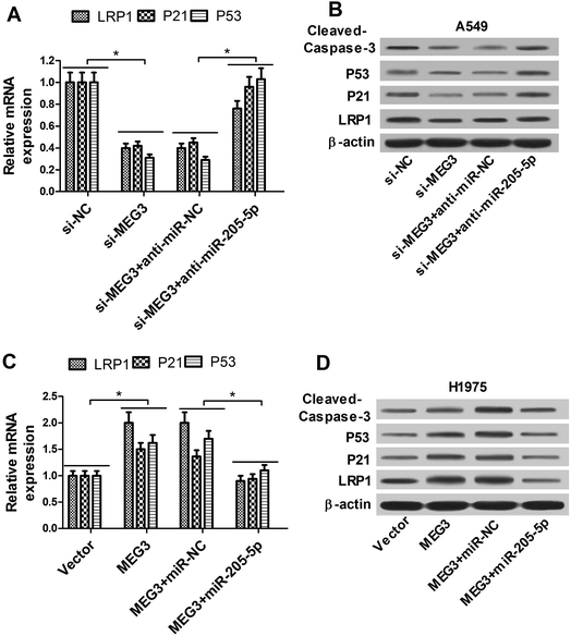Long non-coding RNA MEG3 regulates proliferation and apoptosis in non ...