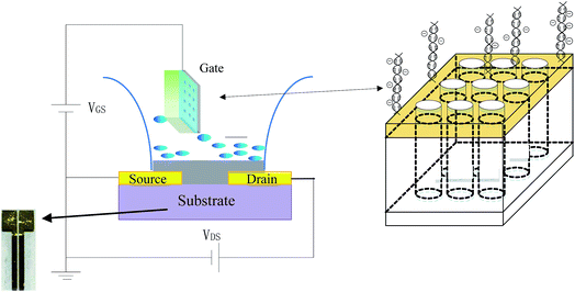A sensitive DNA sensor based on an organic electrochemical transistor ...