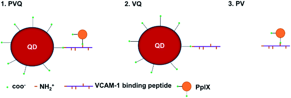 Photodynamic therapy targeting VCAM-1-expressing human umbilical vein ...
