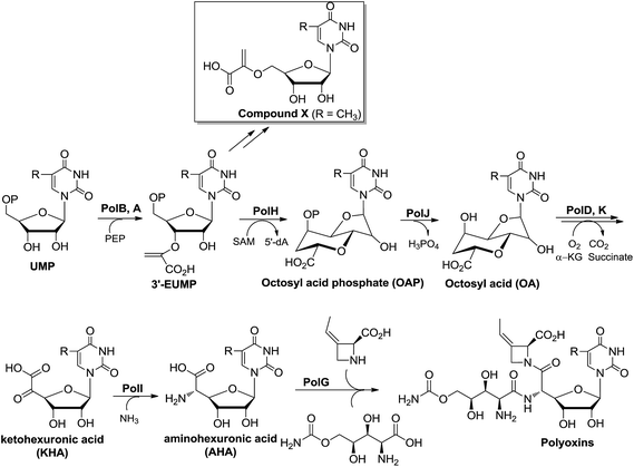 Construction of an octosyl acid backbone catalyzed by a radical S ...
