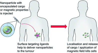 Antibody fragments as nanoparticle targeting ligands: a step in the ...
