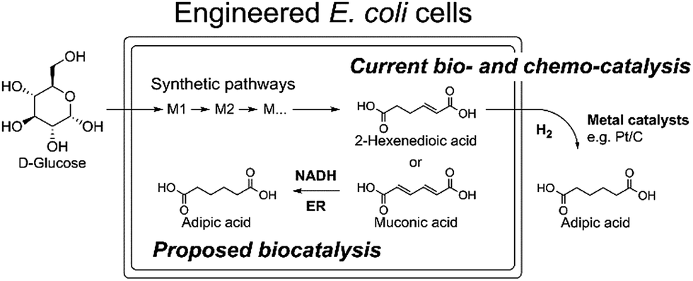 Alkene hydrogenation activity of enoate reductases for an ...