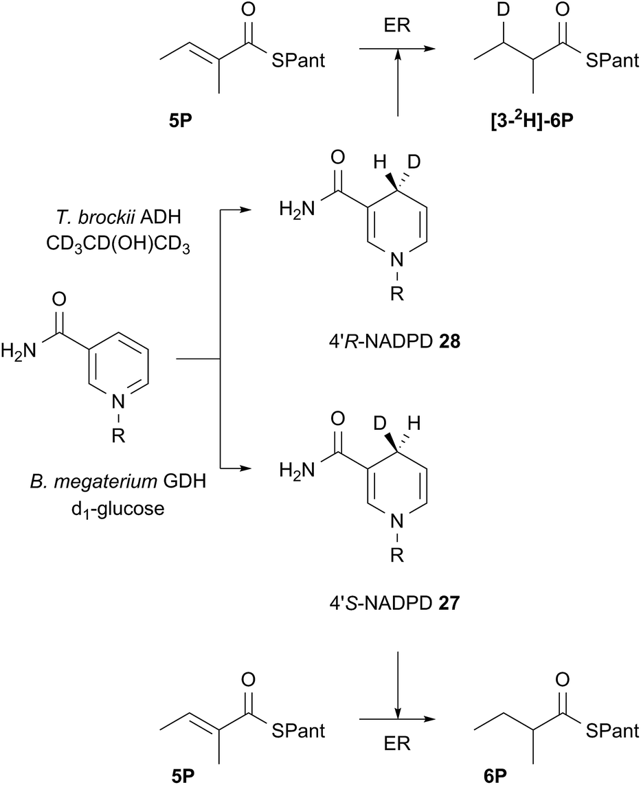 Substrate selectivity of an isolated enoyl reductase catalytic domain ...