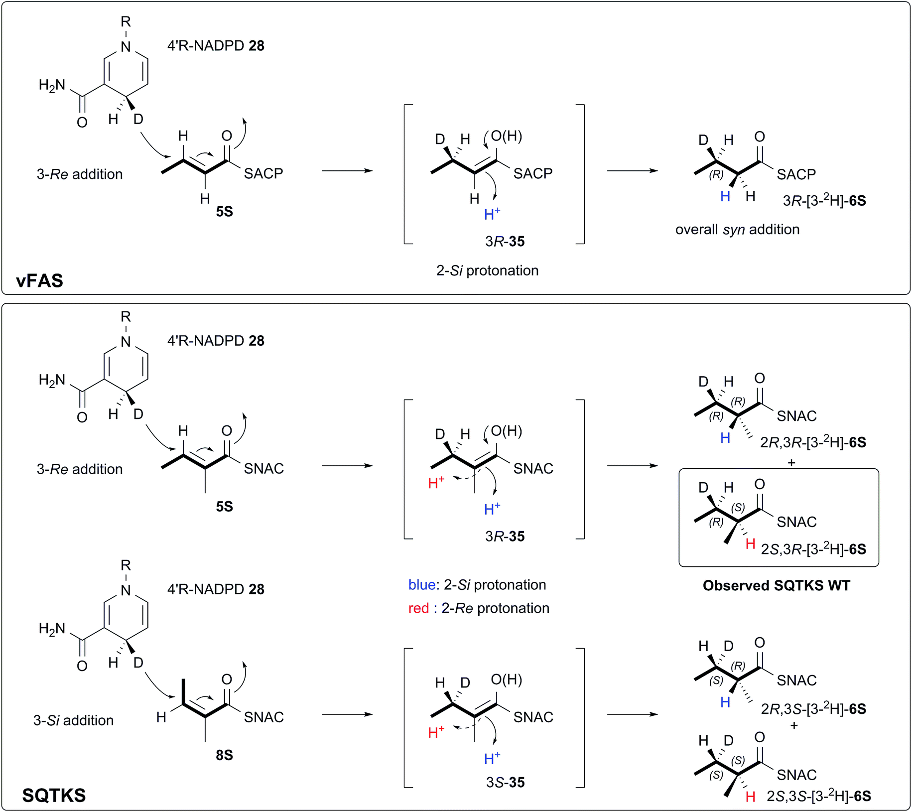 Substrate selectivity of an isolated enoyl reductase catalytic domain ...