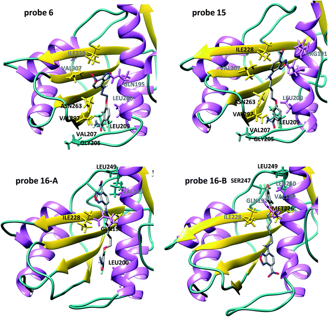 The structural assembly switch of cell division protein FtsZ probed ...
