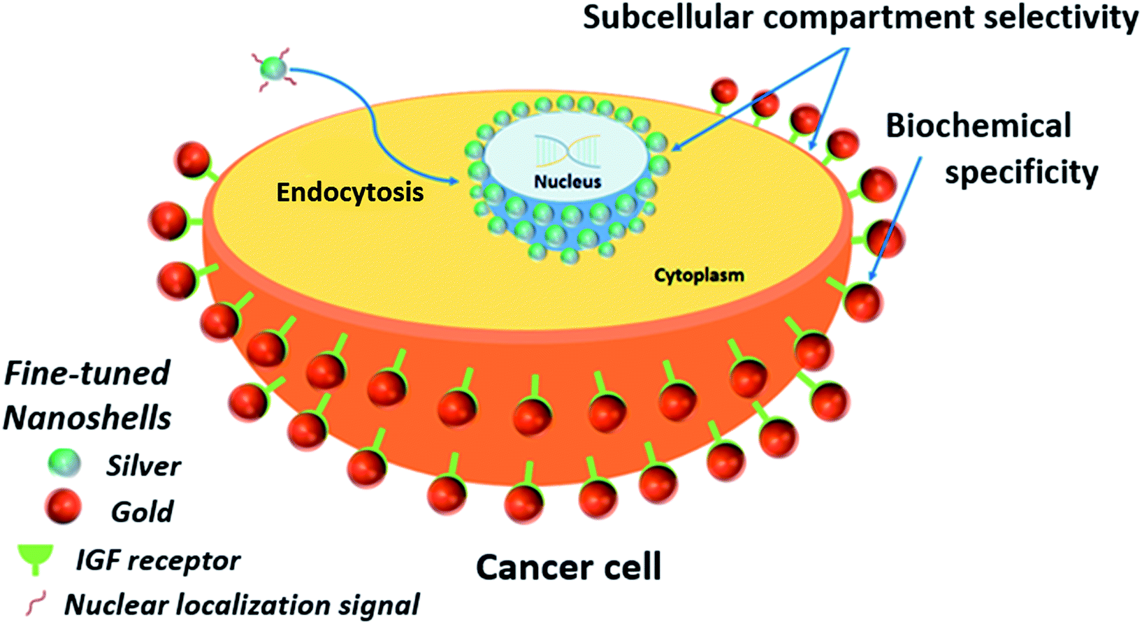 Plasmonic labeling of subcellular compartments in cancer cells ...