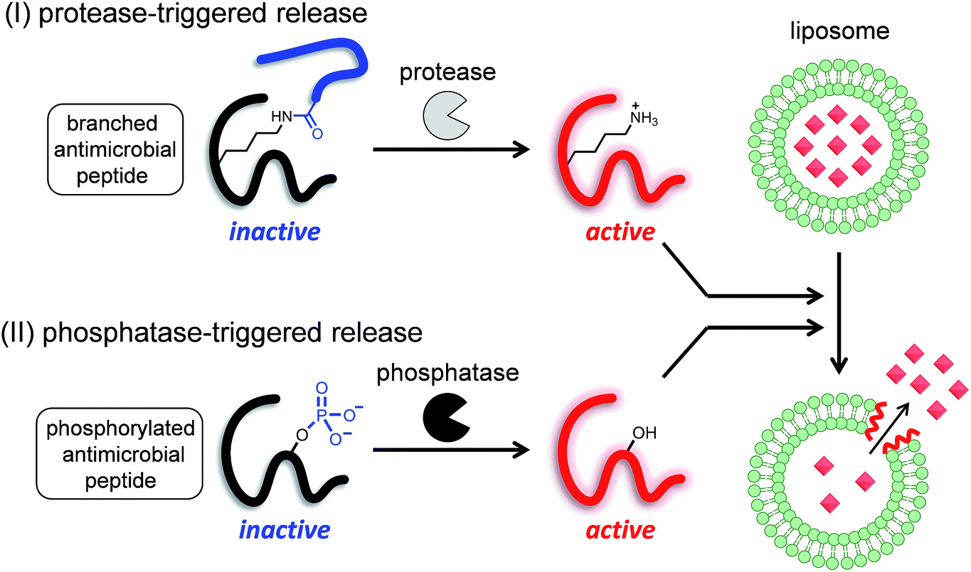 Enzyme-triggered compound release using functionalized antimicrobial ...