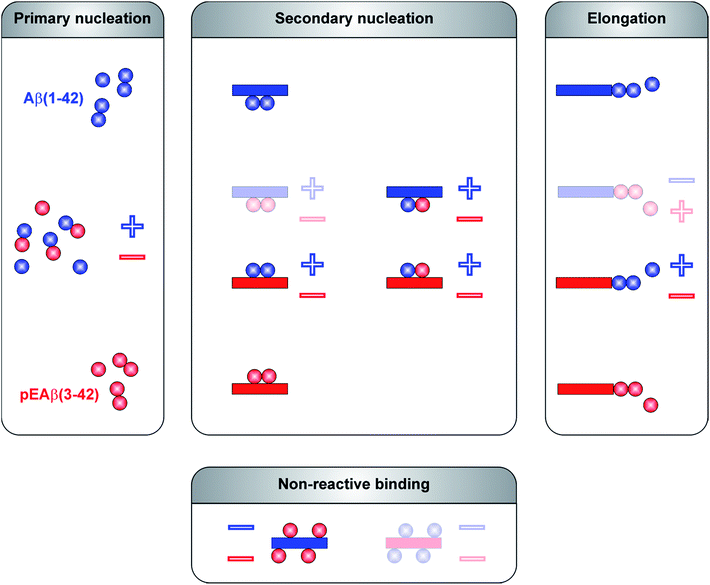 Pyroglutamate-modified Aβ(3-42) affects aggregation kinetics of Aβ(1-42 ...