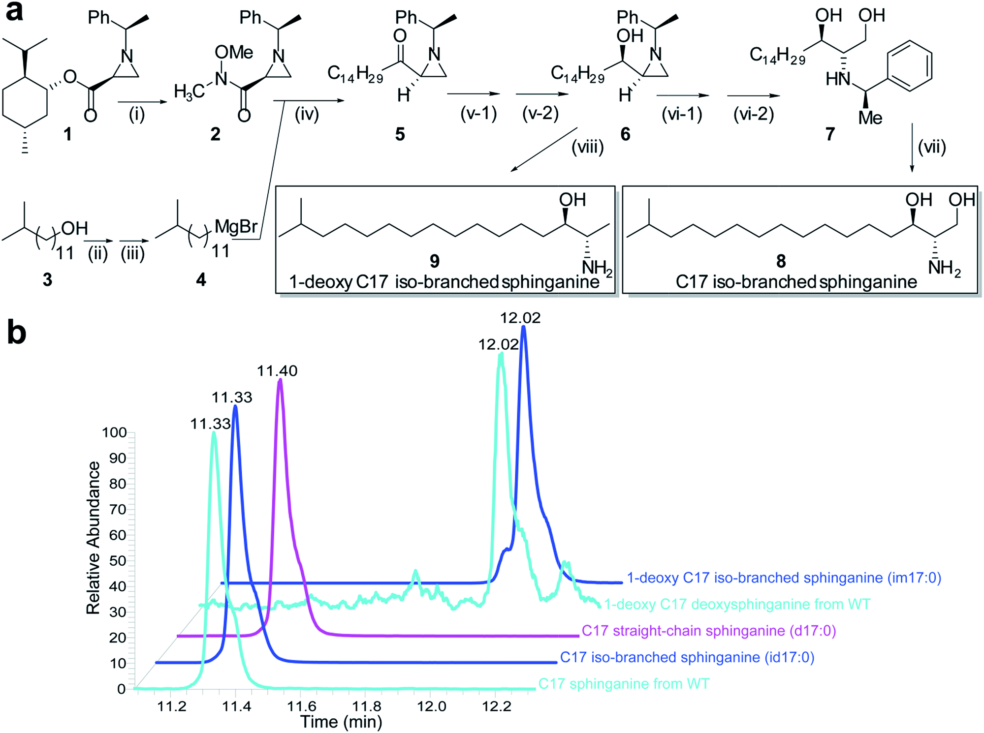 Structure and conserved function of iso-branched sphingoid bases from ...